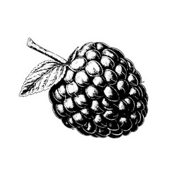 Raspberry drawing isolated hand drawn engraved Vector Image