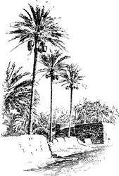 Date Tree Vector Images (over 13,000)