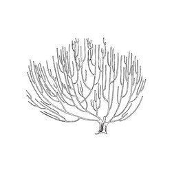 Coral Outline Vector Images (over 6,700)