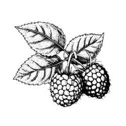 Raspberry drawing isolated hand drawn engraved Vector Image