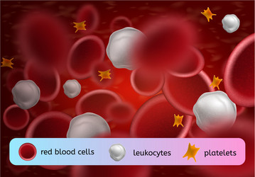Type blood cells Royalty Free Vector Image - VectorStock