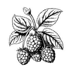 Raspberry Silhouette Vector Images (over 1,400)