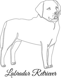 Labrador retriever dog outline Royalty Free Vector Image