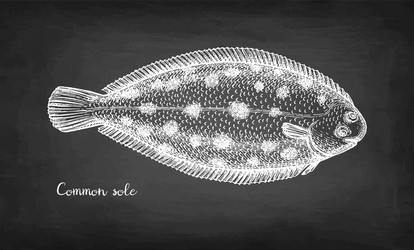 Fluke Fish Vector Images (61)