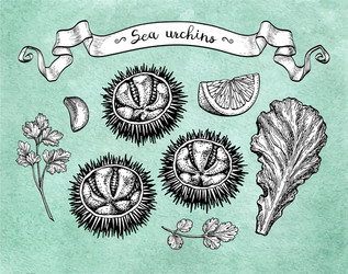 Watercolor sea shell urchin isolated clip art Vector Image