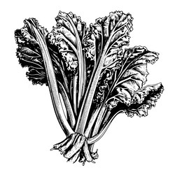 Rhubarb drawing isolated hand drawn engraved style