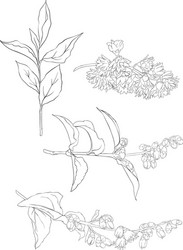 Spring flowers set outline hand drawing Royalty Free Vector