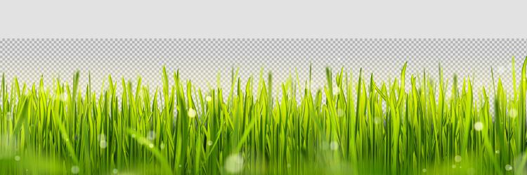 Super realistic grass Royalty Free Vector Image