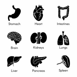 Pancreas Silhouette Vector Images (over 590)
