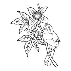 Flower with bird line drawing Royalty Free Vector Image