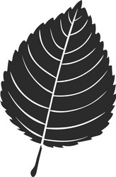 Elm Tree Leaf Leaves Vector Images (over 1,000)