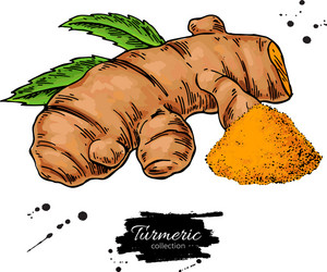 Turmeric root hand drawn Royalty Free Vector Image