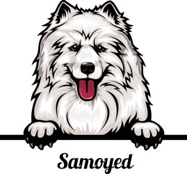 Samoyed Drawing Vector Images (over 110)