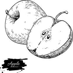 Apple drawing hand drawn fruit and sliced Vector Image
