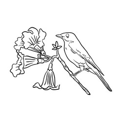 Flower with bird line drawing Royalty Free Vector Image