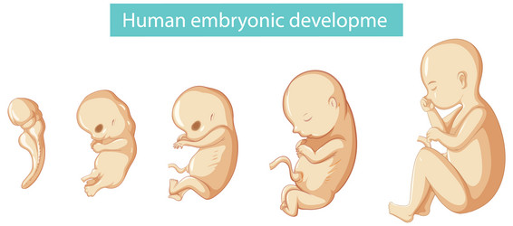 Embryonic development month by cycle from 1 Vector Image