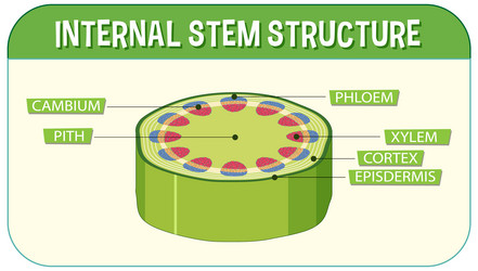Internal Stem Structure Vector Images (over 240)