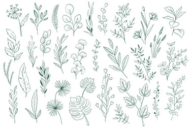 Botanical Outline Vector Images (over 74,000)
