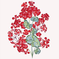 Geraniums Vector Images (over 1,400)