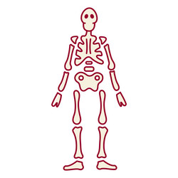 Skeleton head color stroke Royalty Free Vector Image