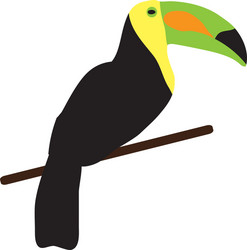 Toucan Vector Images (over 14,000)