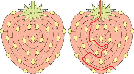 Easy grapes maze Royalty Free Vector Image - VectorStock