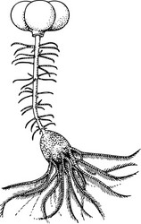 Crinoid Vector Images (16)