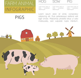 Pig farming infographic template hog sow Vector Image