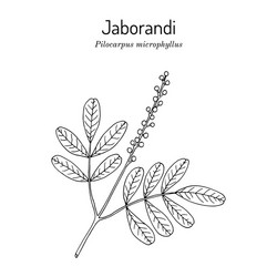 Maranham jaborandi pilocarpus microphyllus Vector Image