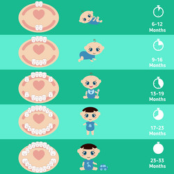 Baby teething chart Royalty Free Vector Image - VectorStock