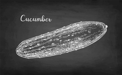 Chalk sketch of cucumber Royalty Free Vector Image