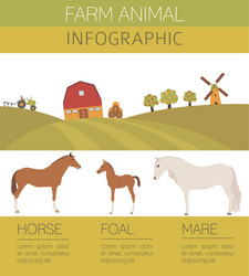 Equestrian Infographic Vector Images (over 220)