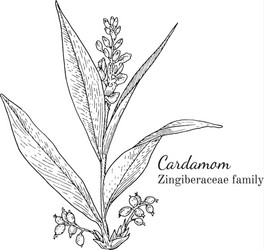 Cardamom Drawing Vector Images (over 530)
