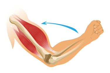 Arm muscle biceps with skeleton tension Royalty Free Vector