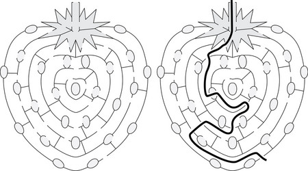 Easy grapes maze Royalty Free Vector Image - VectorStock