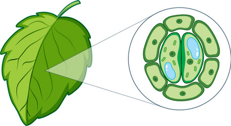 Plant Cell Vector Images (over 10,000)
