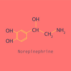 Norepinephrine noradrenaline norepi hormone Vector Image