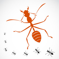 External anatomy of an ant worksheet Royalty Free Vector