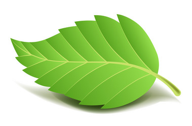 Leaf Stem Vector Images (over 75,000)