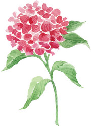Watercolor Pink Hydrangea Vector Images (over 960)