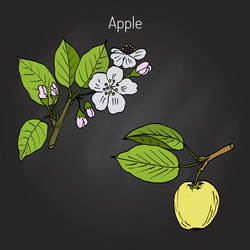 Hand drawing apple tree branch Royalty Free Vector Image