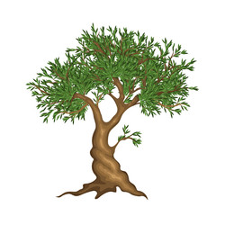 Olive Tree Vector Images (over 140,000)