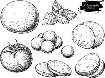 Mozzarella cheese drawing hand drawn round Vector Image