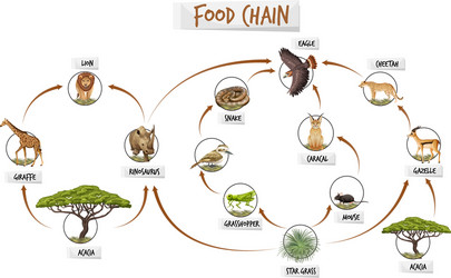 Diagram showing animal food chain on white Vector Image