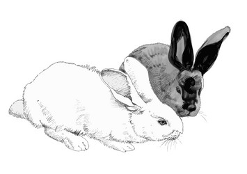 Two cute rabbits on white background watercolor Vector Image