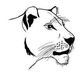 Lioness Vector Images (over 1,600)