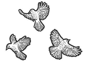 Bird Flying Top View Vector Images (over 140)