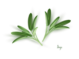 Symbols for Sage Vector Images (over 590)