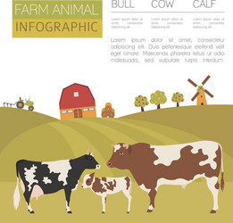 Cattle farming infographic template cow bull calf Vector Image