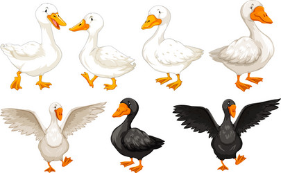 Farm birds poultry chicken goose duck bird Vector Image
